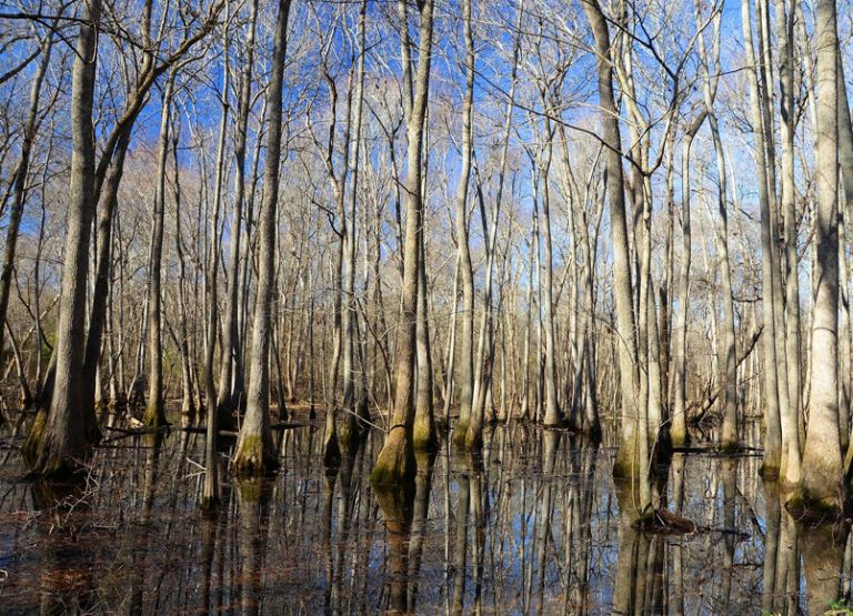 Tupelo Swamp. Photo by Hank Ohme. - Georgia Wildlife Federation