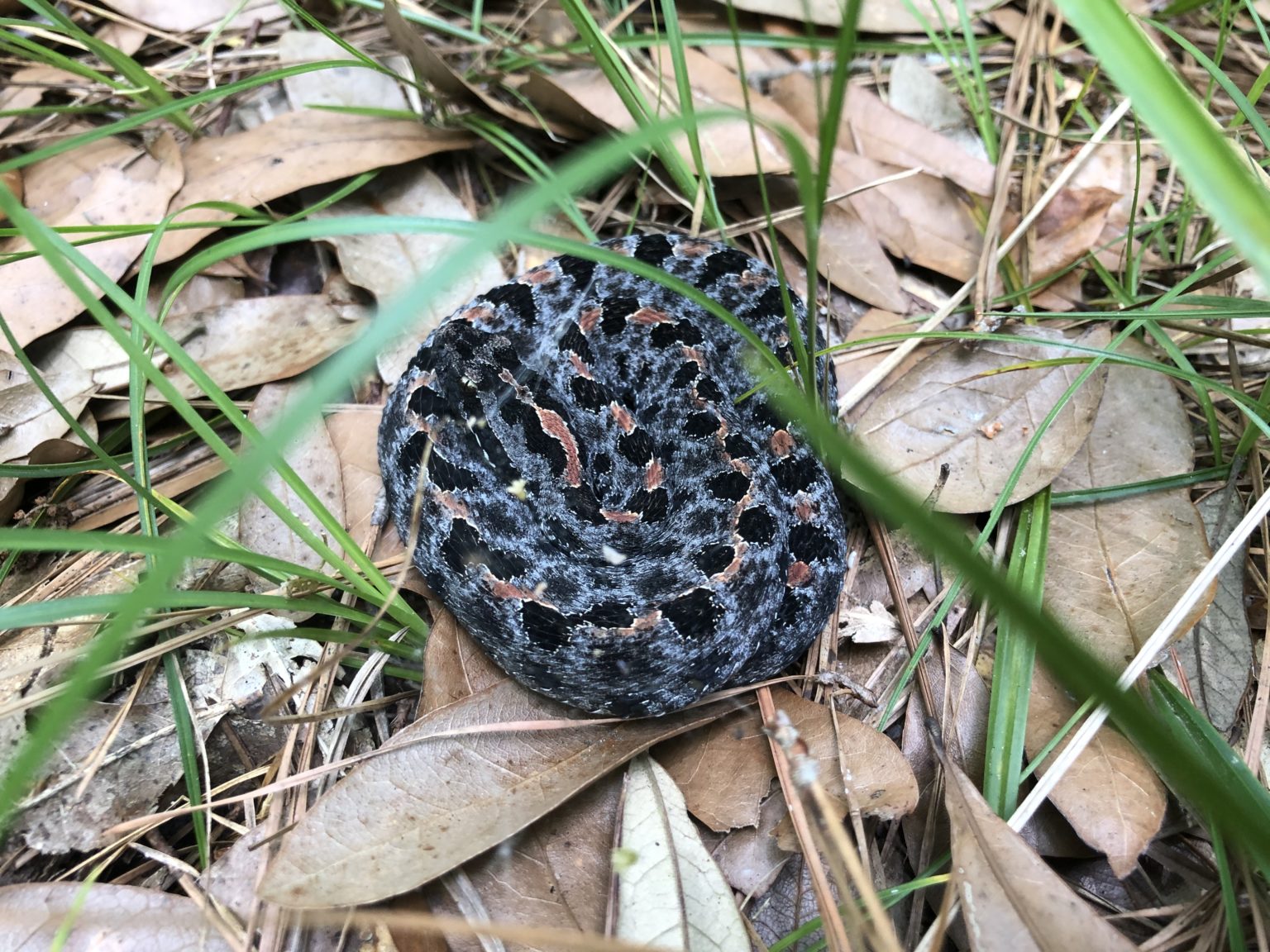 Pigmy Rattlesnake- The Little Ground Rattler - Georgia Wildlife Federation