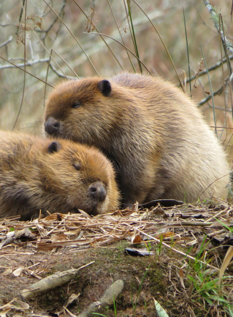 American Beaver - Strong Teeth & Even Stronger Homes - Georgia Wildlife ...