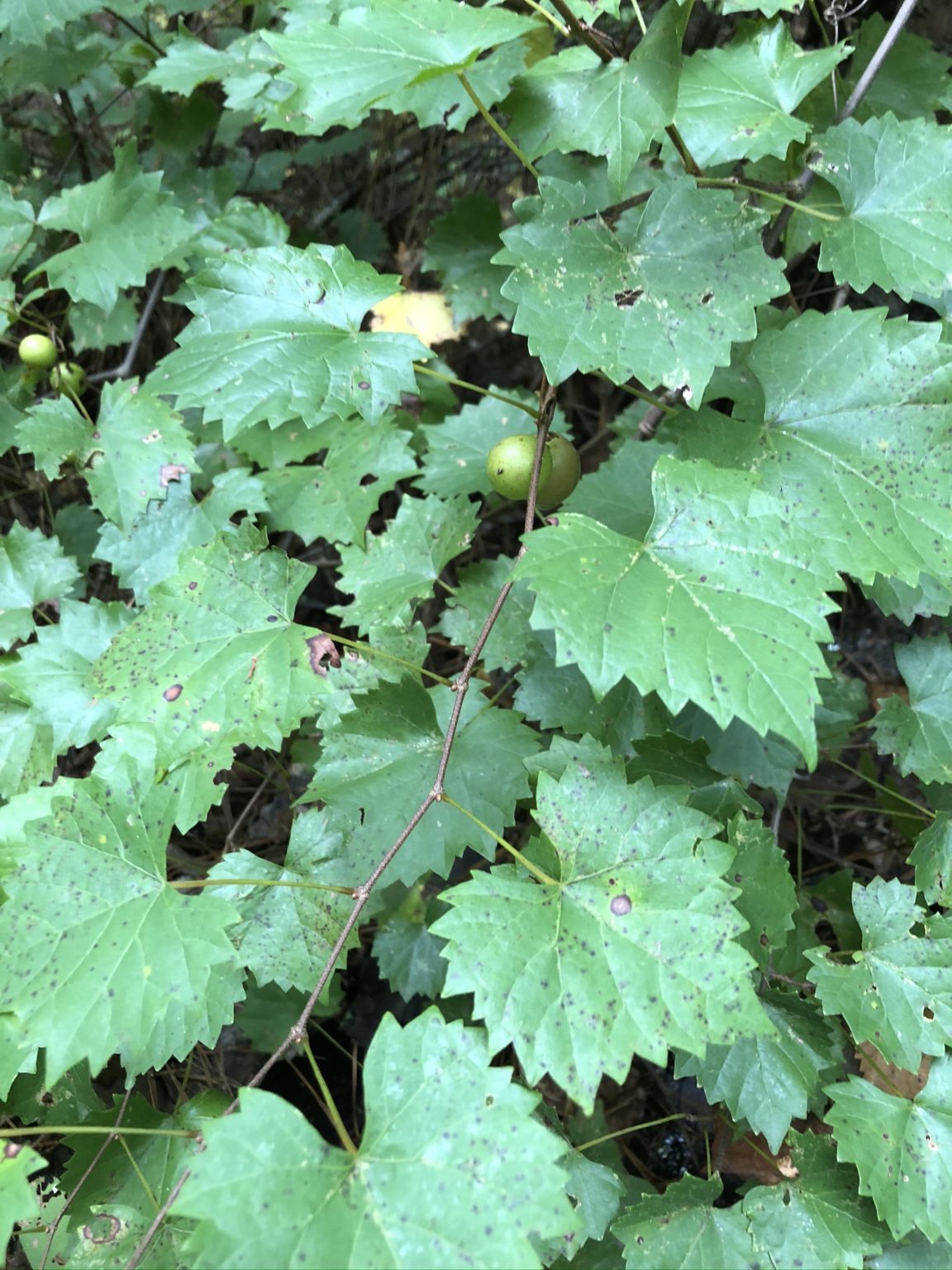 Find the Food and Find the Deer: Keying in on Soft Mast - Georgia ...