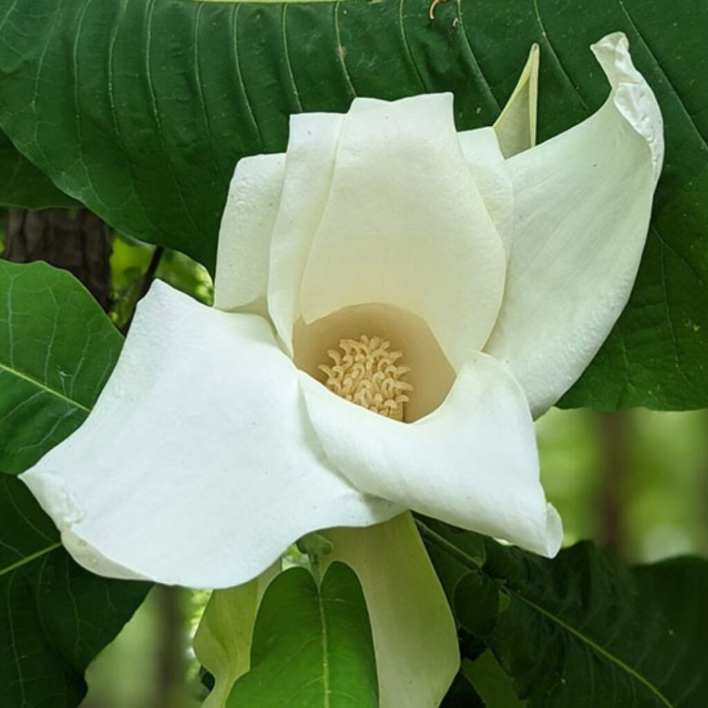 Native Plant Spotlight: Bigleaf Magnolia - Georgia Wildlife Federation